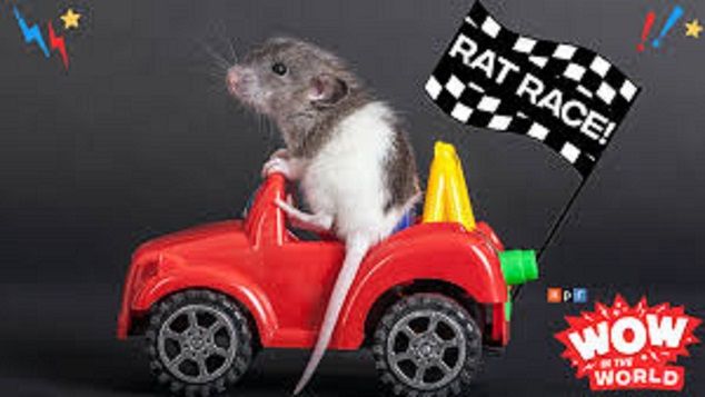Rat Race - Arma Reforger Workshop